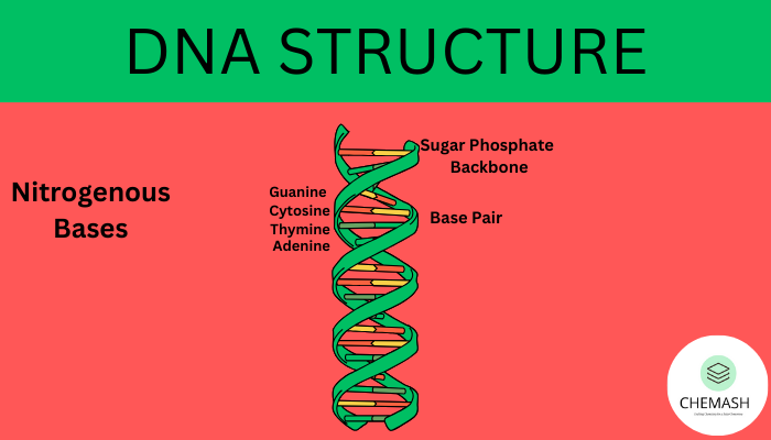 Nucleic Acids – Structure, Types, DNA & RNA | Biomolecules