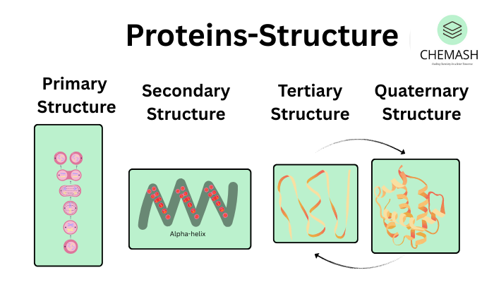 Proteins – Structure, Types, Functions & MCQs
