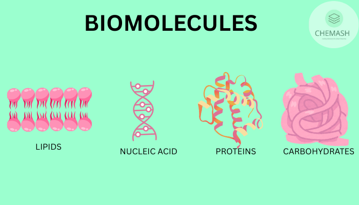 Biomolecules – Definition, Types, Functions, Biological Importance.