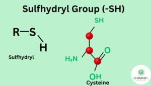 Sulfhydryl Group - CHEMASH